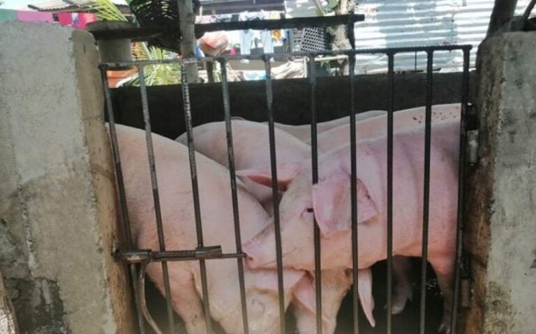 500 baboy pinatay sa bayan ng San Enrique vs ASF - Remate Online