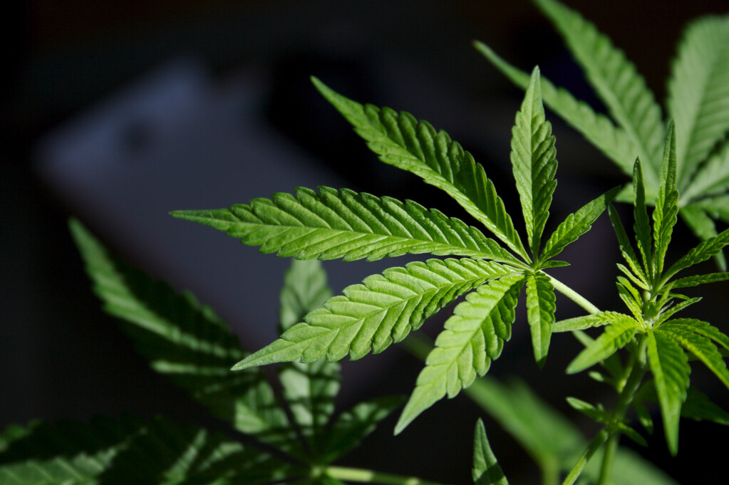 P3.28M marijuana plants sinira sa Ilocos Sur - Remate Online