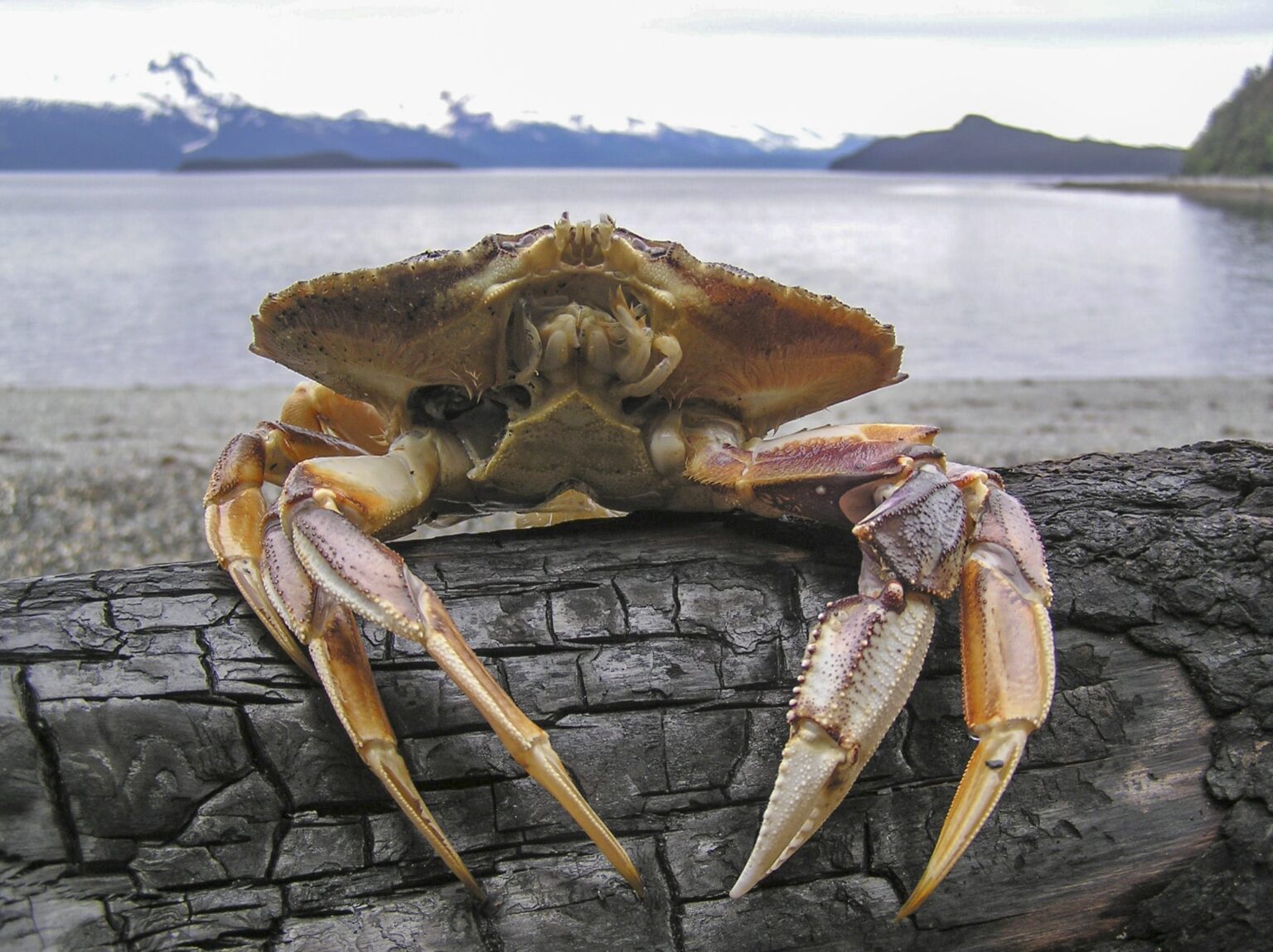 Pag-angkat ng crab meat mula Pinas, sinuspinde ng US - Remate Online